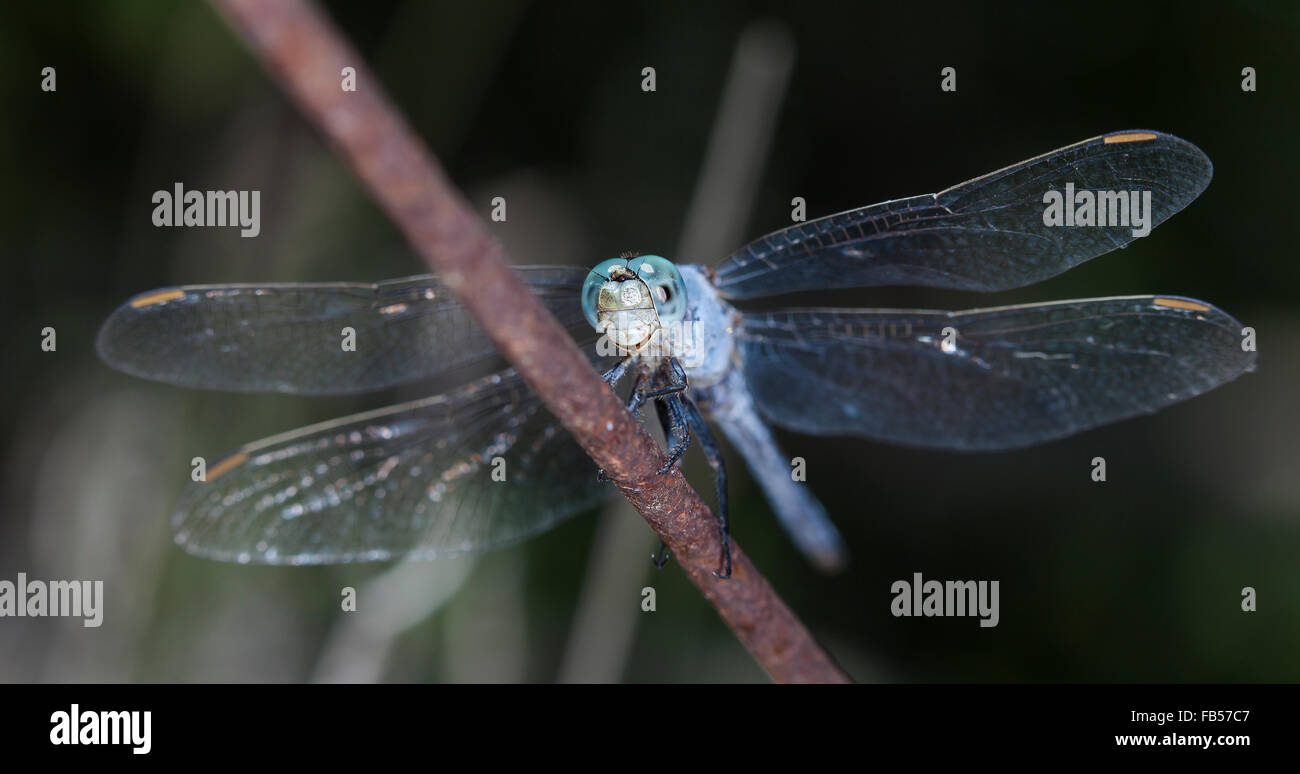 big dragonfly Stock Photo - Alamy