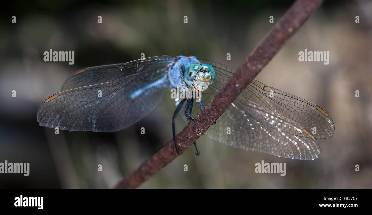 Big dragonfly hi-res stock photography and images - Alamy