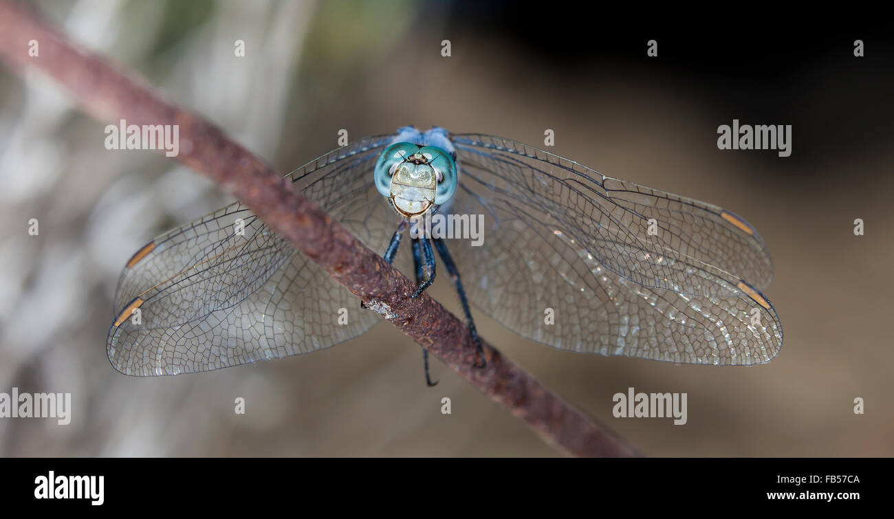 Big dragonfly hi-res stock photography and images - Alamy