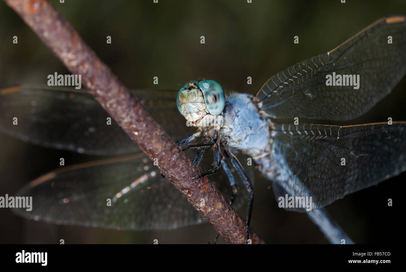 Big dragonfly hi-res stock photography and images - Alamy