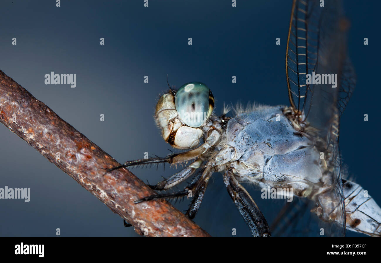 Big insect hi-res stock photography and images - Alamy