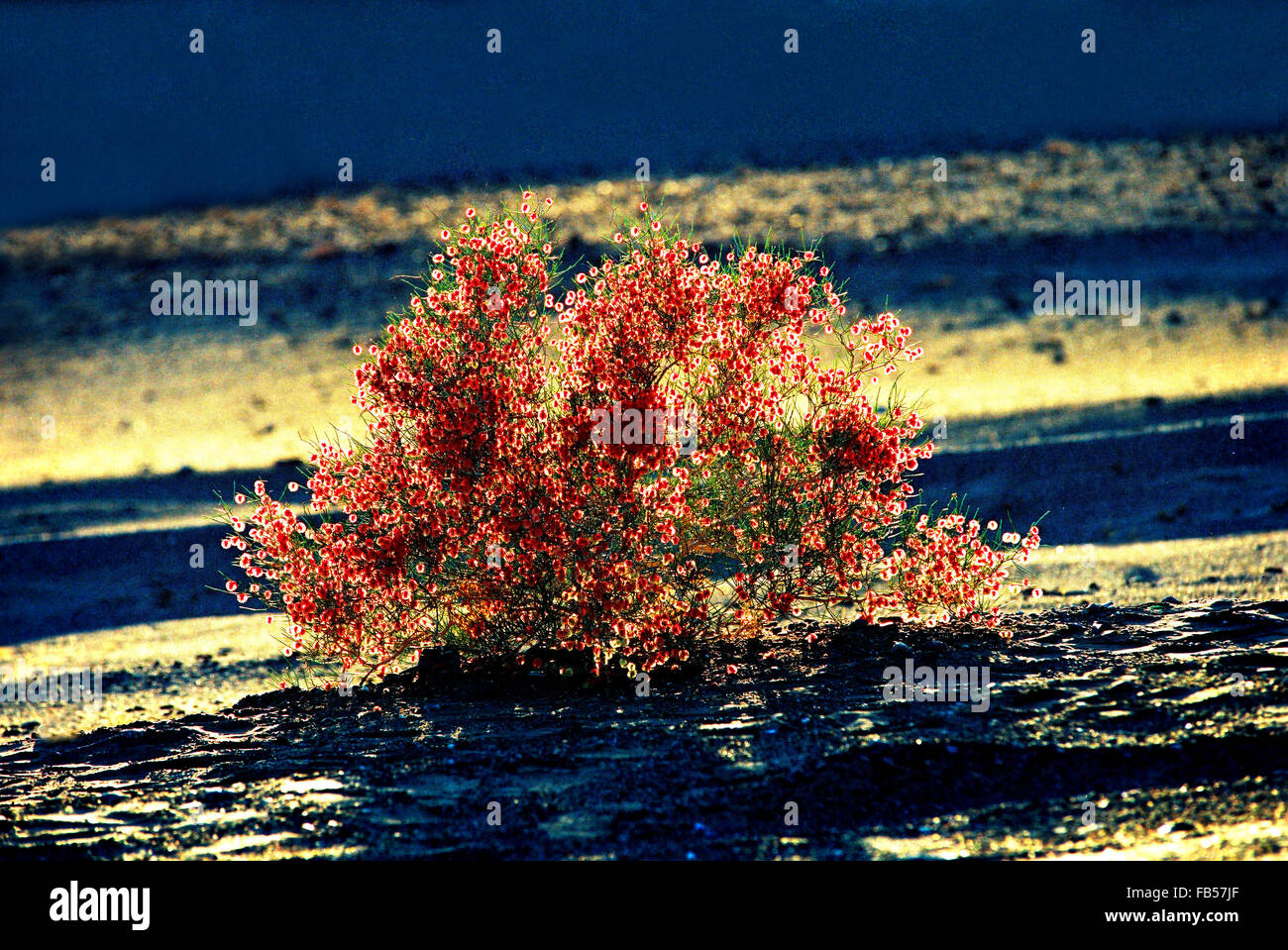 Qaidam Qinghai Province China Stock Photo - Alamy