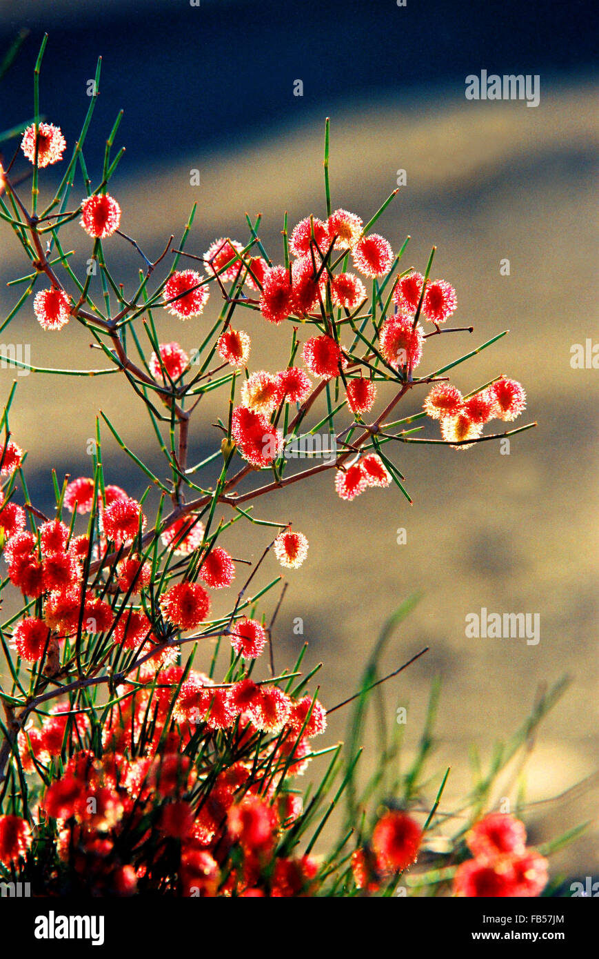 Qaidam Qinghai Province China Stock Photo - Alamy