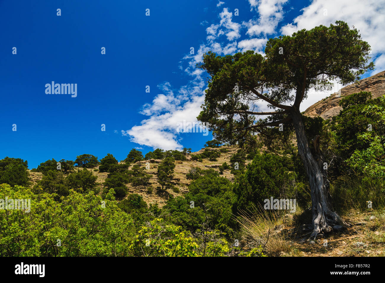 High juniper tree on the background of the rocky mountains in the ...