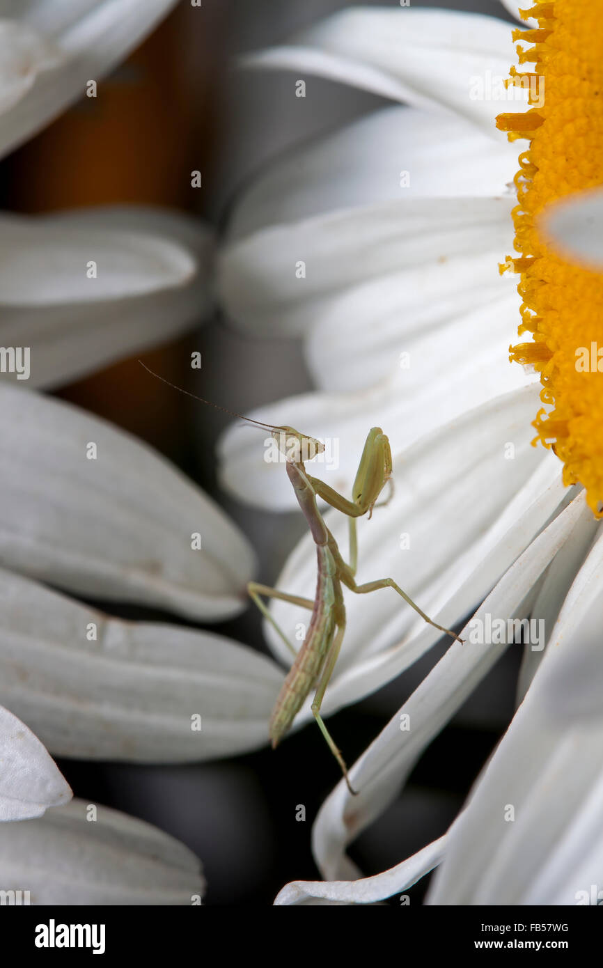 little mantis on a flower Stock Photo - Alamy
