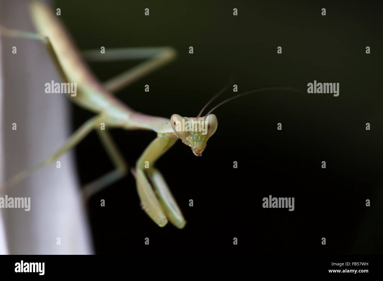 little mantis on a flower Stock Photo - Alamy
