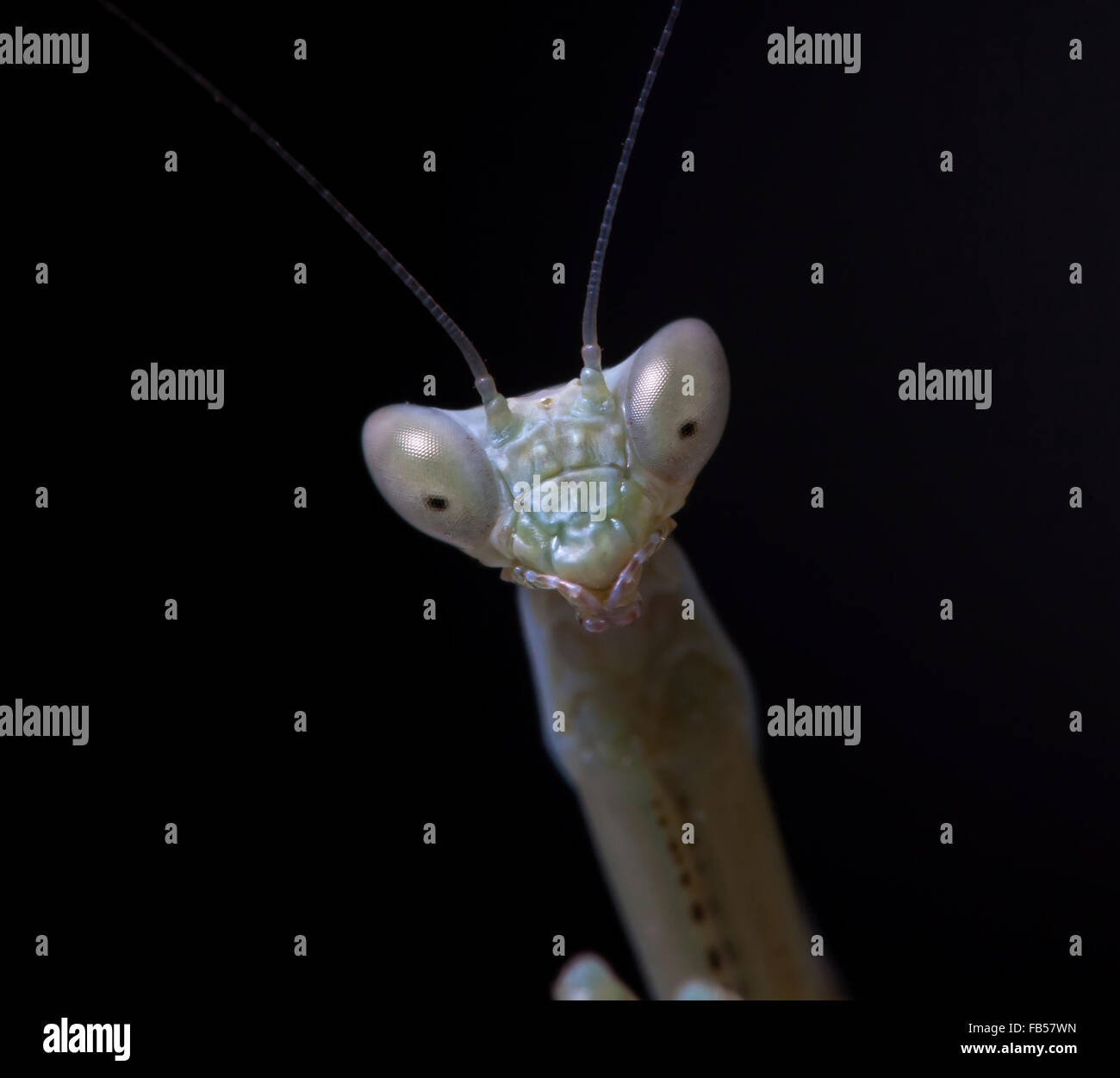 Grass Mantis High Resolution Stock Photography and Images - Alamy