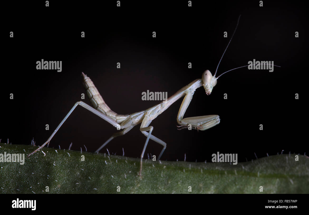 little mantis on a grass Stock Photo - Alamy