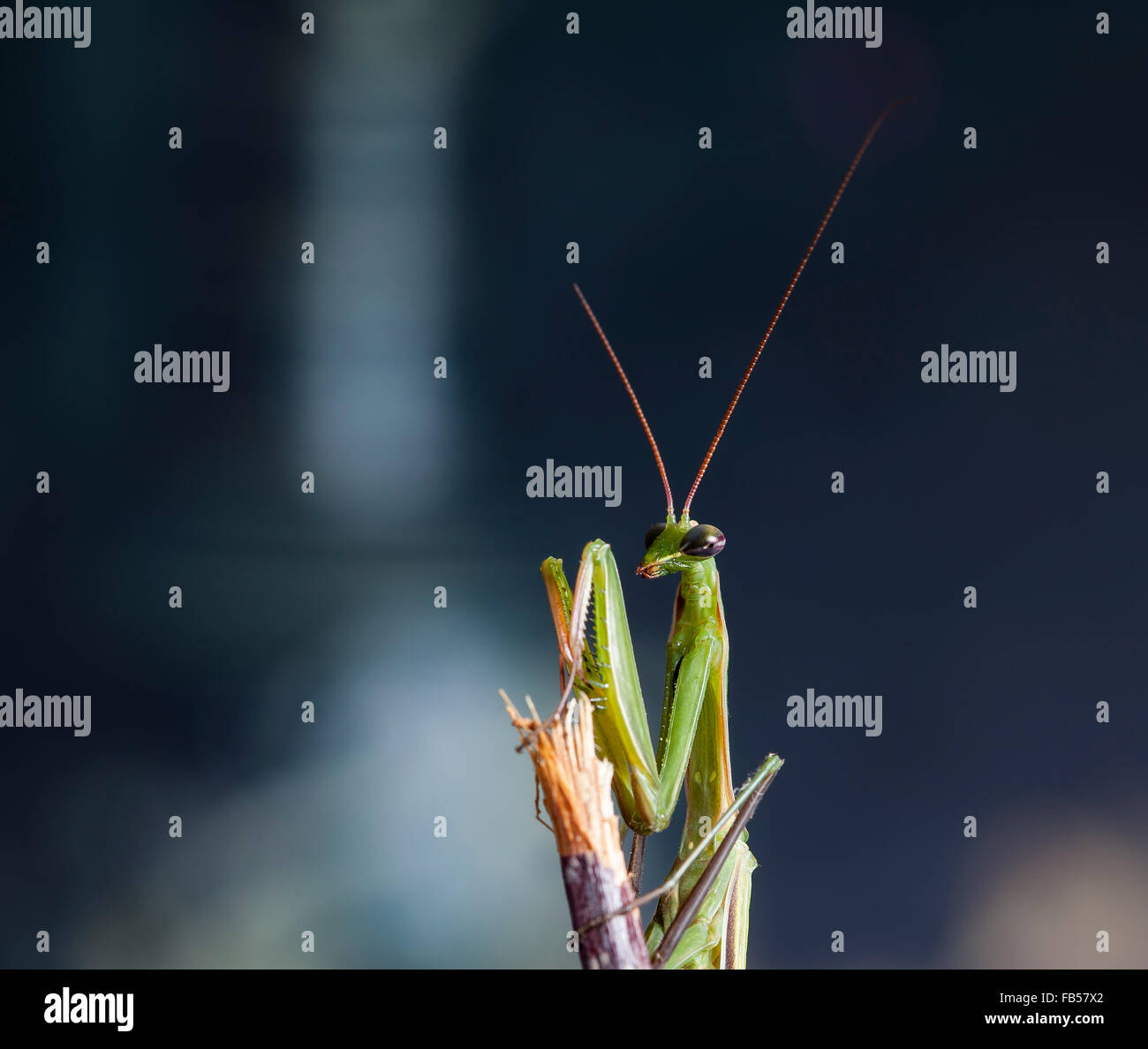 Female alien hi-res stock photography and images - Alamy