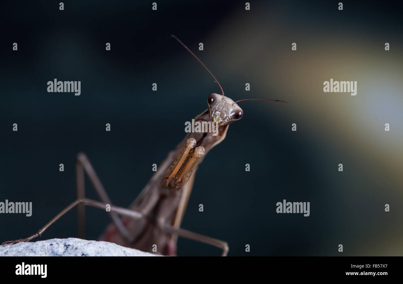 The large female of the mantis Stock Photo - Alamy