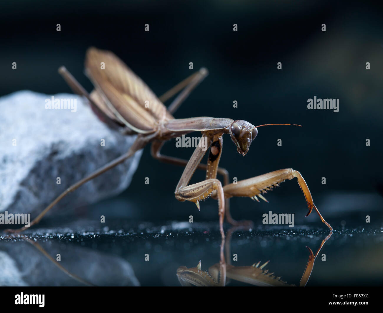 The large female of the mantis Stock Photo - Alamy