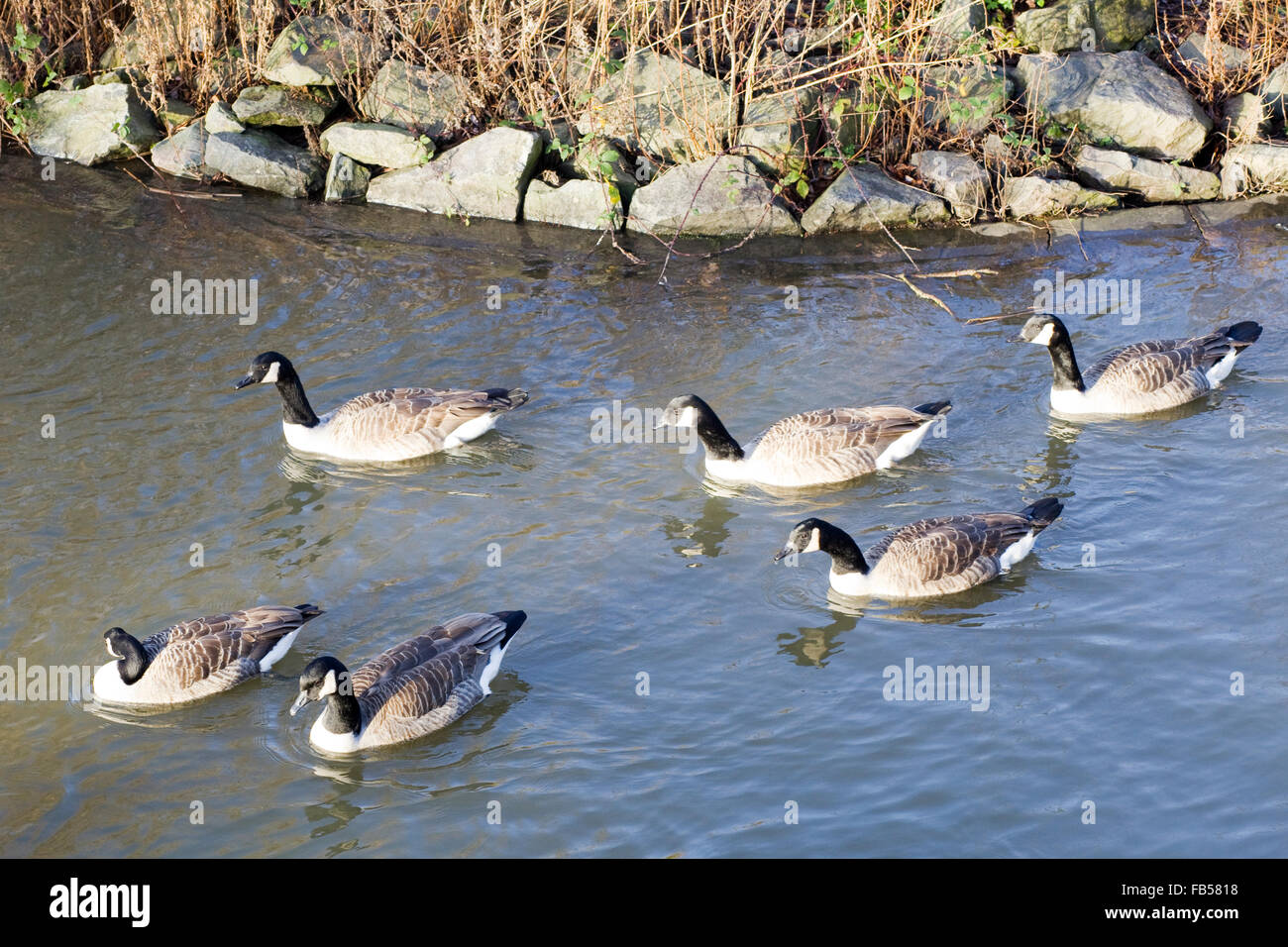 Canadian Geese in the water Stock Photo - Alamy