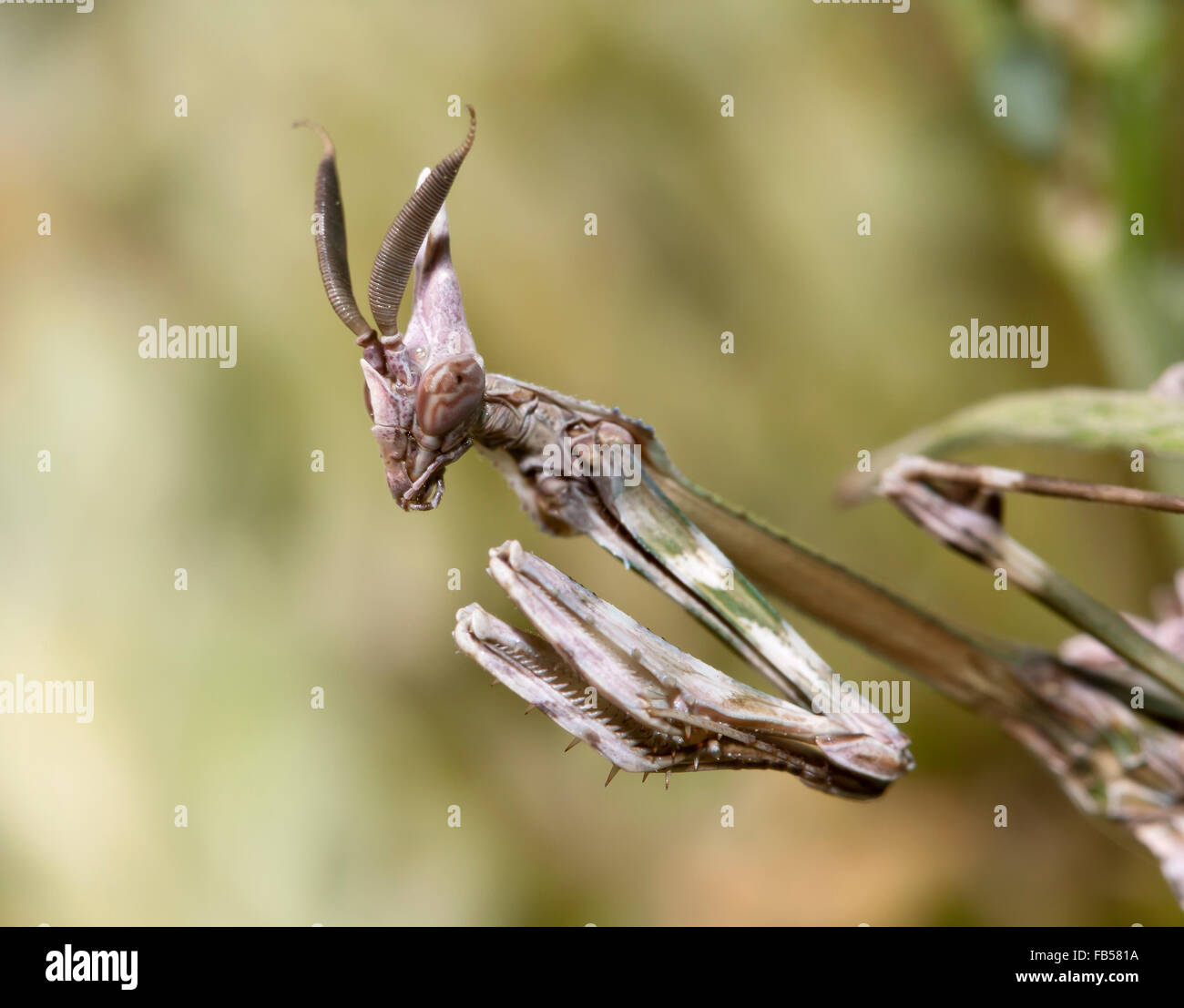 mantis in a native habitat Stock Photo - Alamy