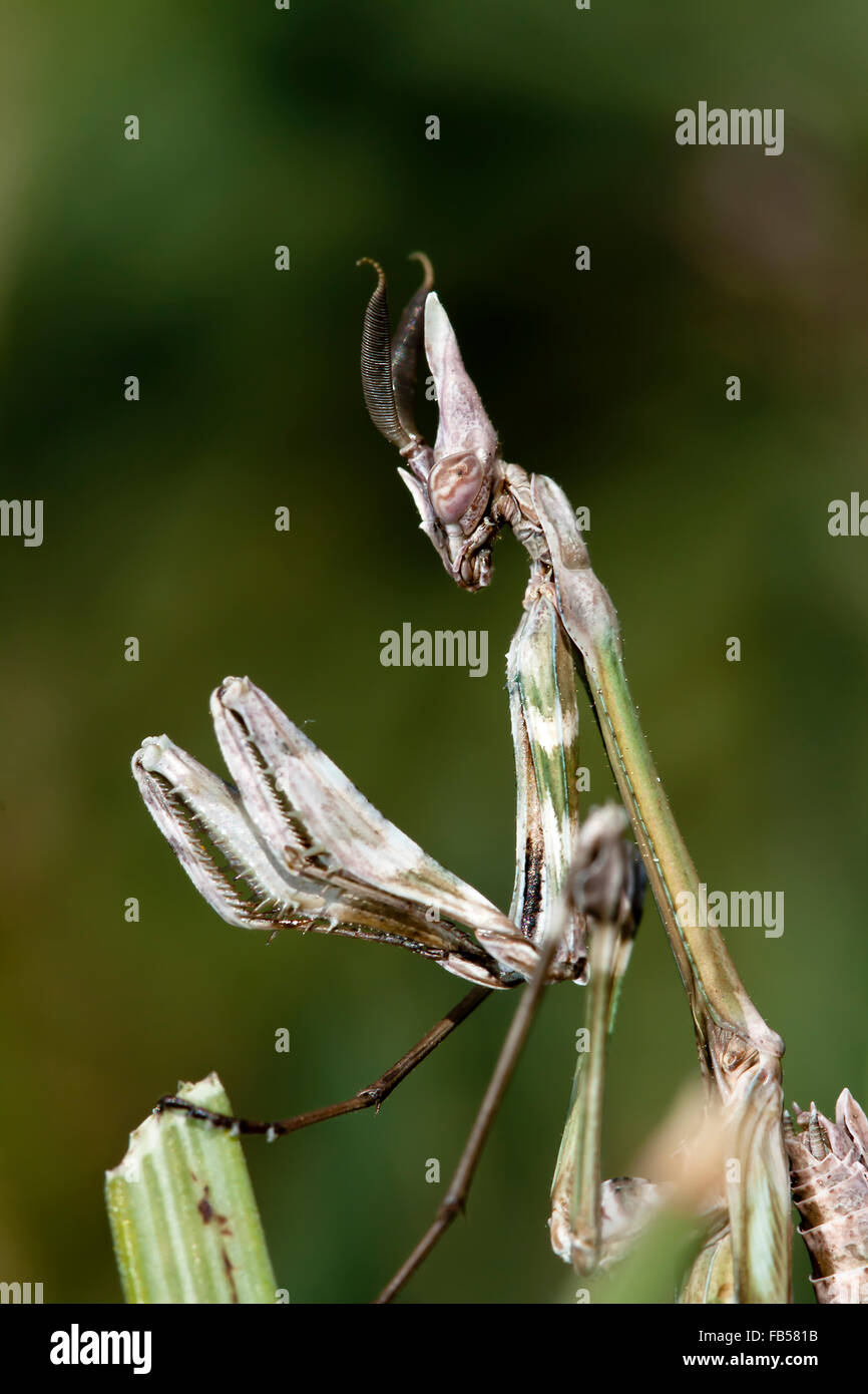 mantis in a native habitat Stock Photo - Alamy
