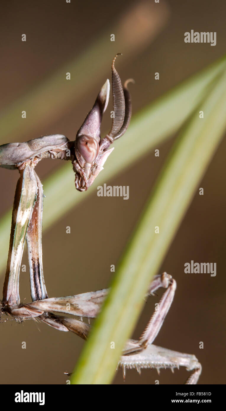 mantis in a native habitat Stock Photo - Alamy