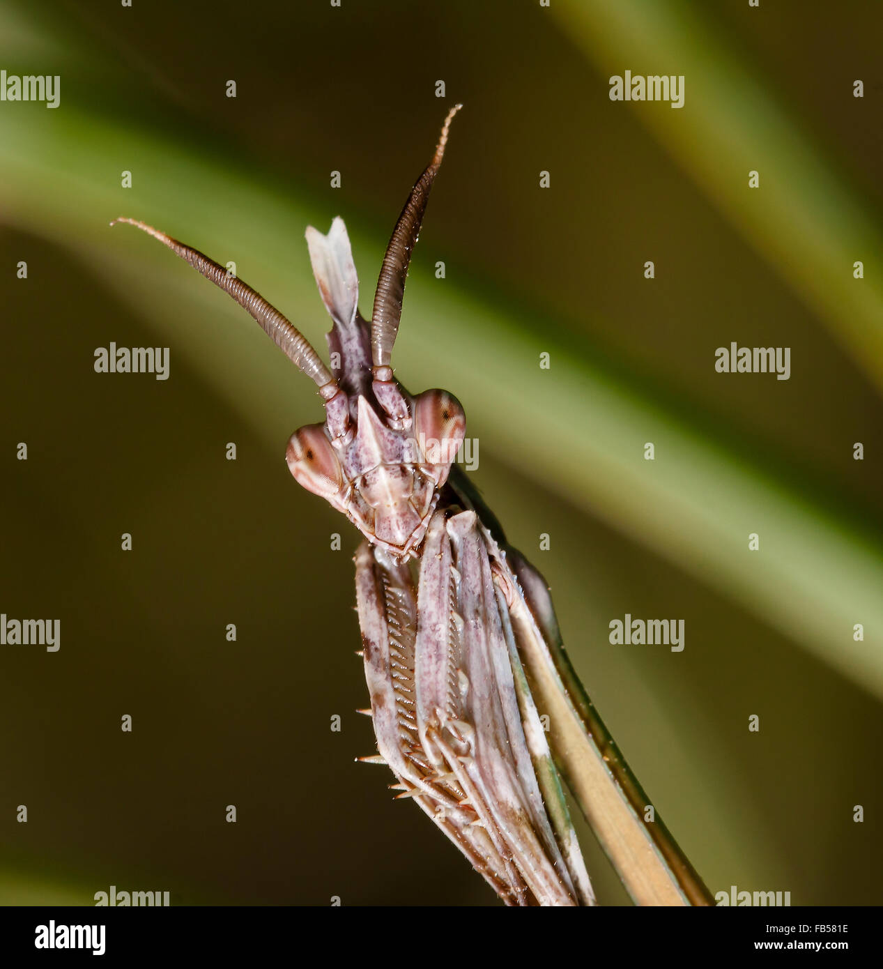 mantis in a native habitat Stock Photo - Alamy