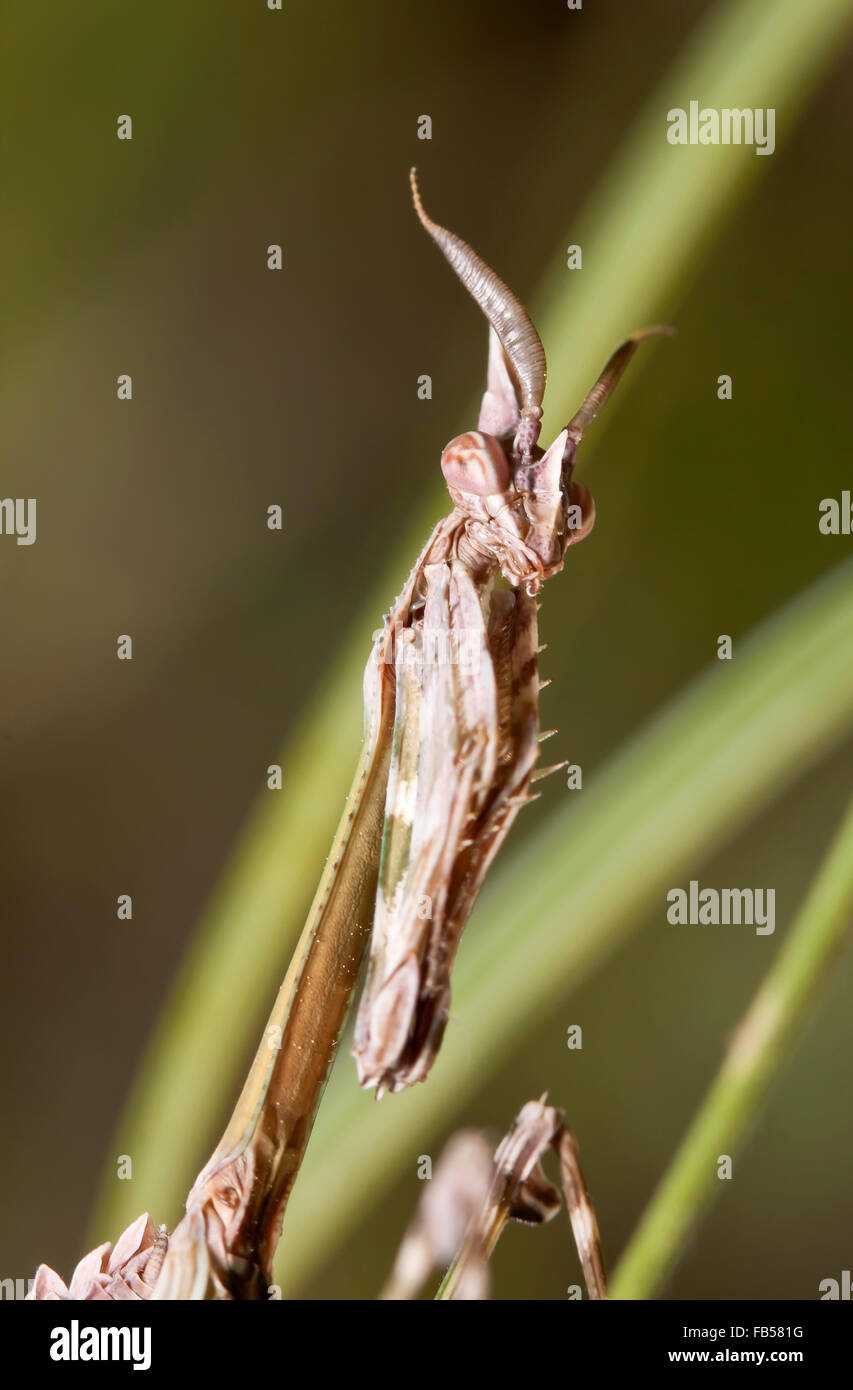 mantis in a native habitat Stock Photo - Alamy