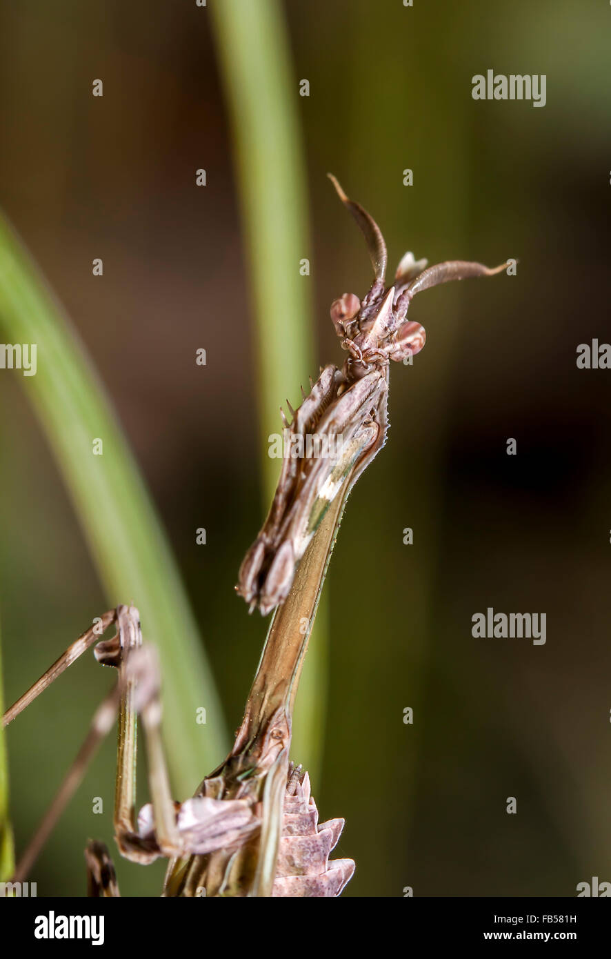 mantis in a native habitat Stock Photo - Alamy