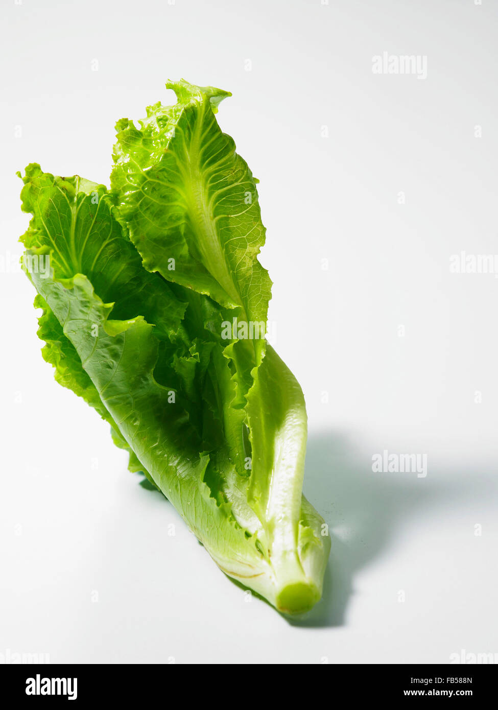 shot of vege on the white background Stock Photo - Alamy