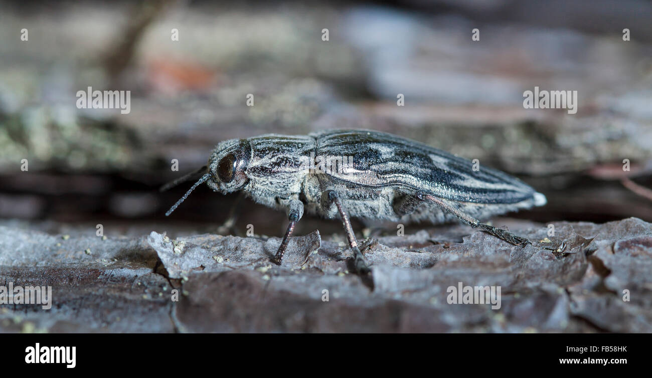 large bug the bark beetle on an old log Stock Photo - Alamy