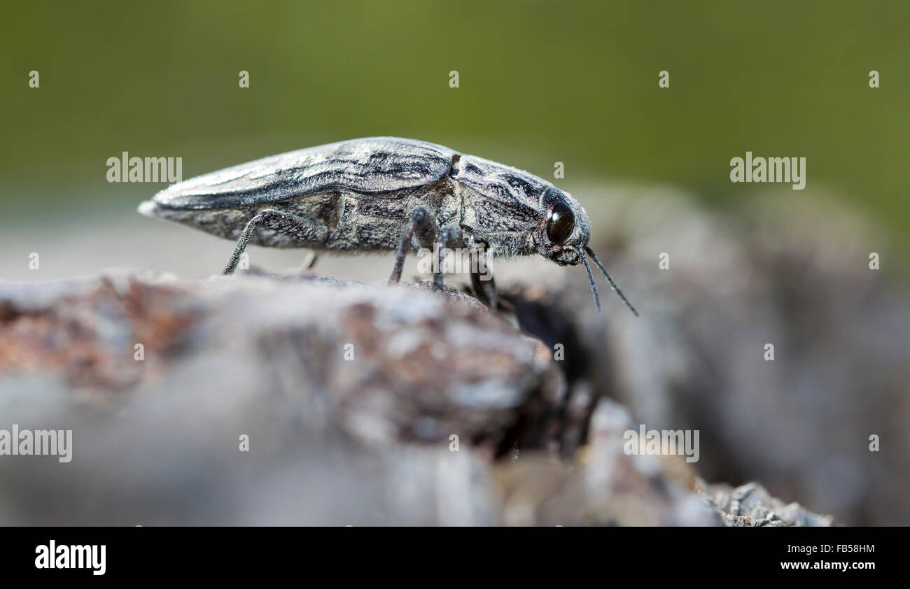 large bug the bark beetle on an old log Stock Photo - Alamy