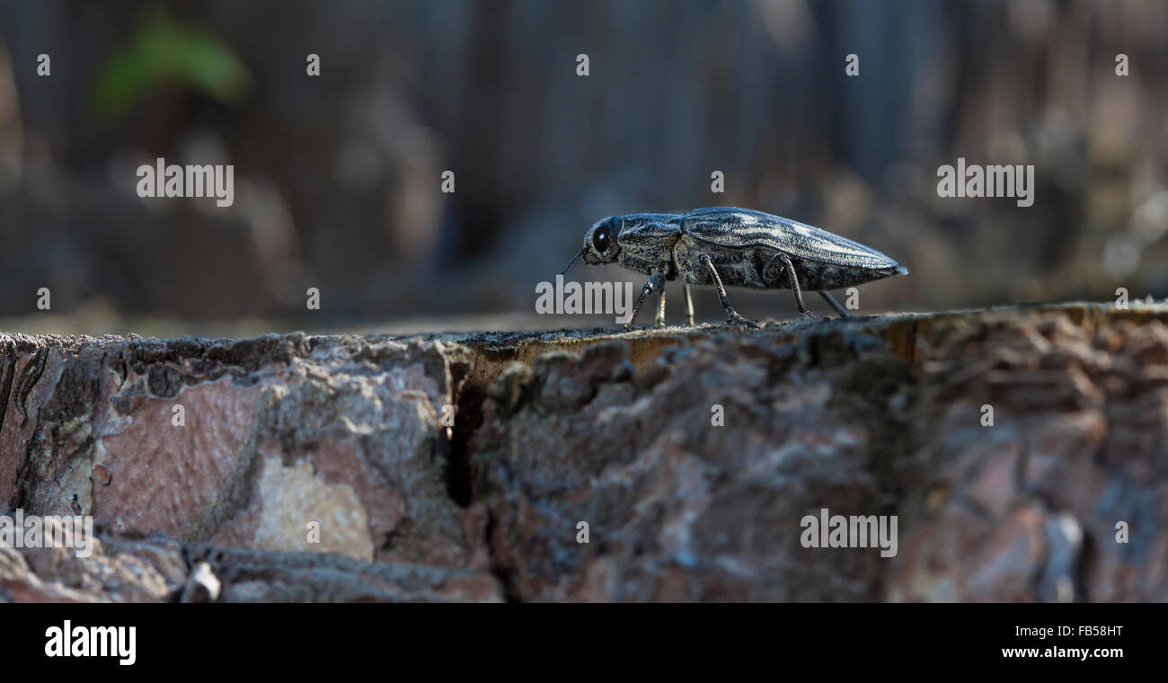 large bug the bark beetle on an old log Stock Photo - Alamy