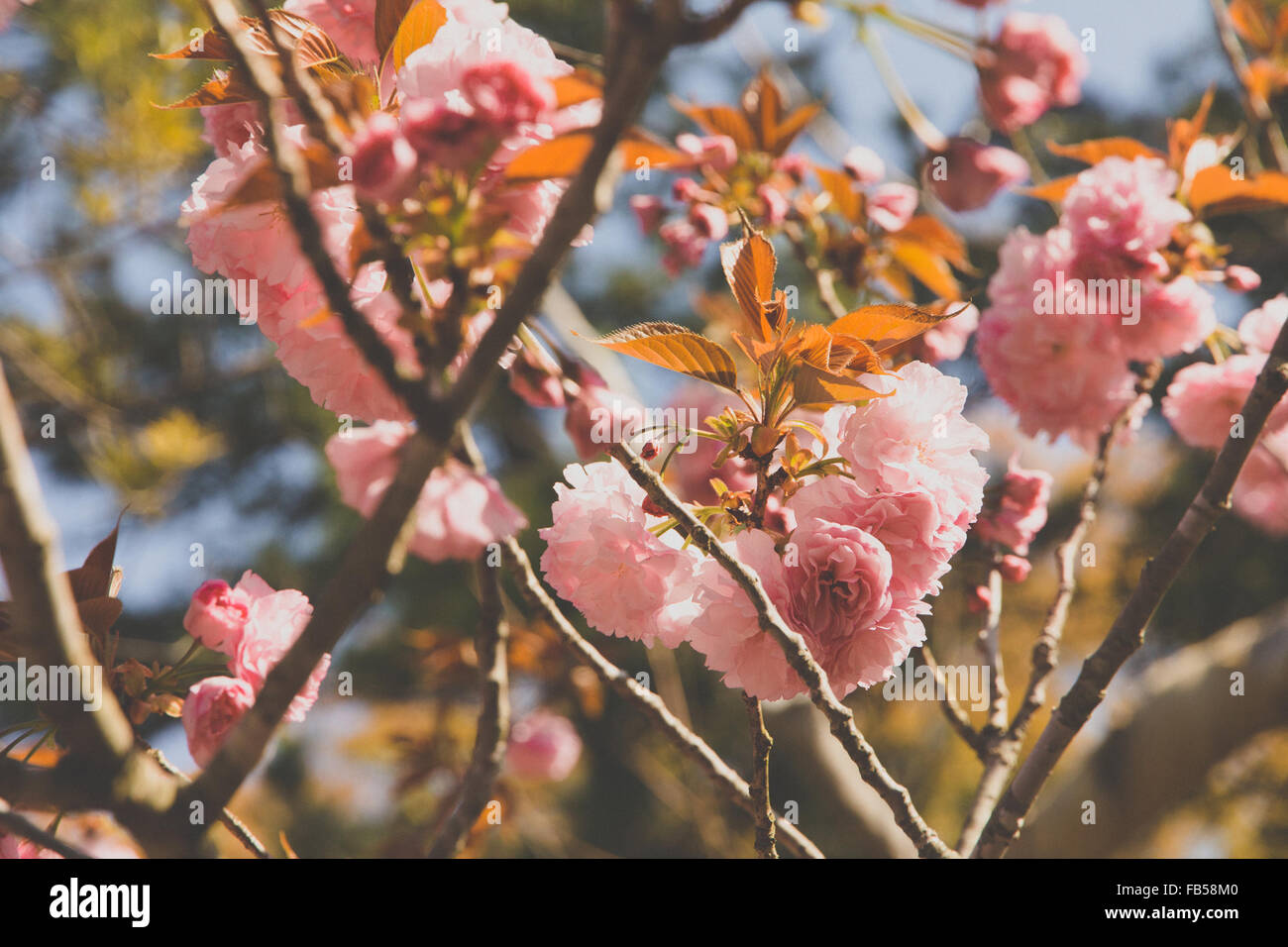 Blooming double cherry blossom Stock Photo - Alamy
