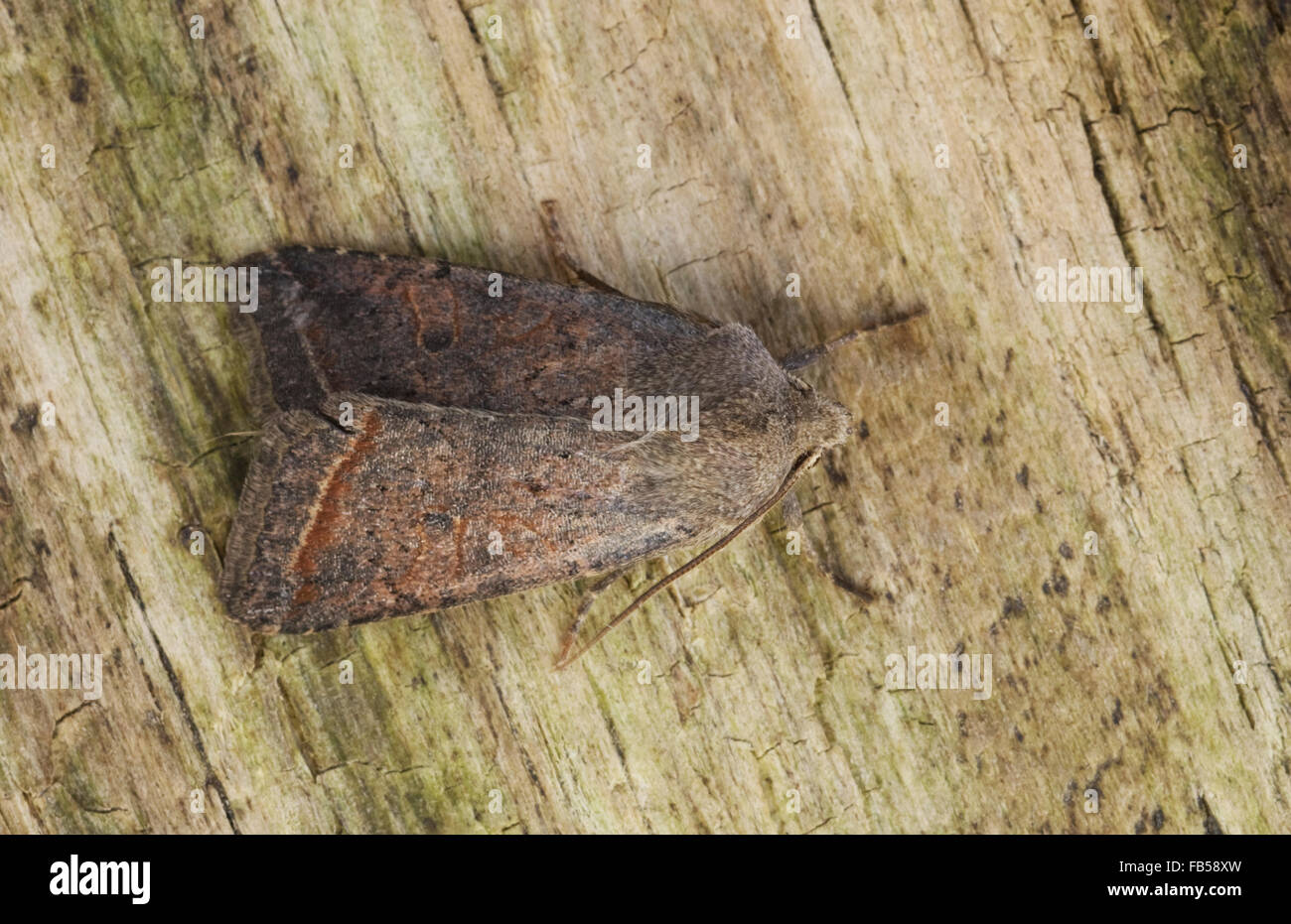 Red- Line Quaker Moth (Agrochola lota Stock Photo - Alamy