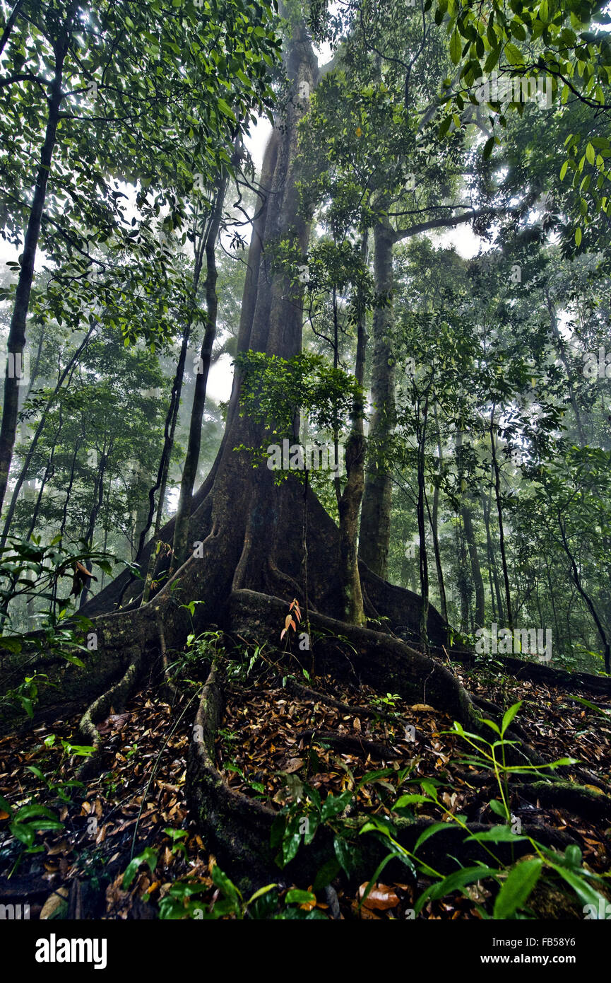 Changjiang County Hainan Province China Stock Photo - Alamy