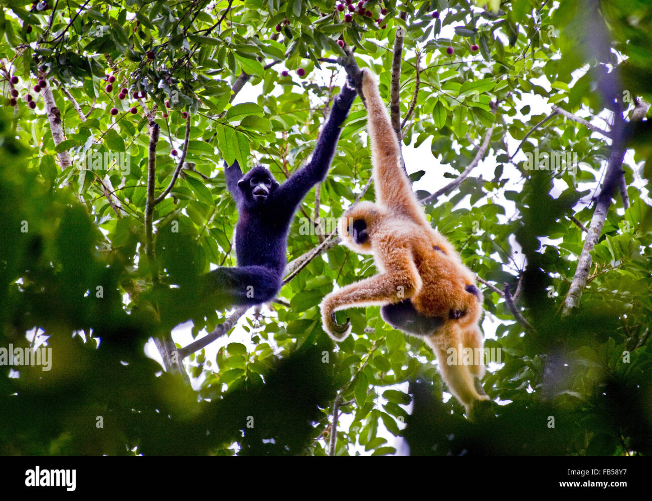 Hainan Monkey High Resolution Stock Photography and Images - Alamy