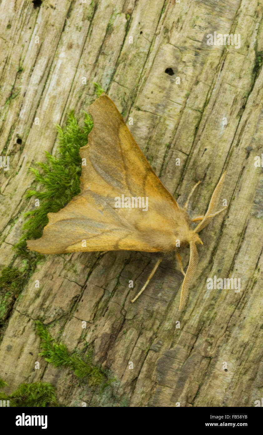 Dark Thorn moth (Ennomos fuscantaria Stock Photo - Alamy
