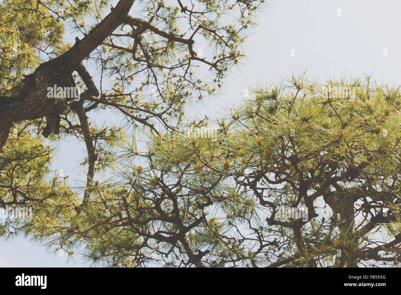 Pine Matsu Tree in japan Stock Photo - Alamy