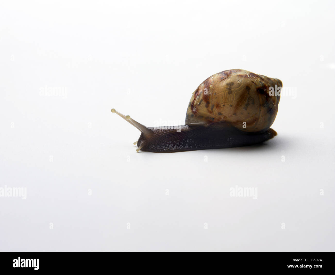 snail move very slow on the white background Stock Photo - Alamy