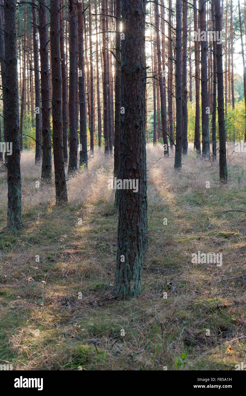 The forest game hi-res stock photography and images - Alamy
