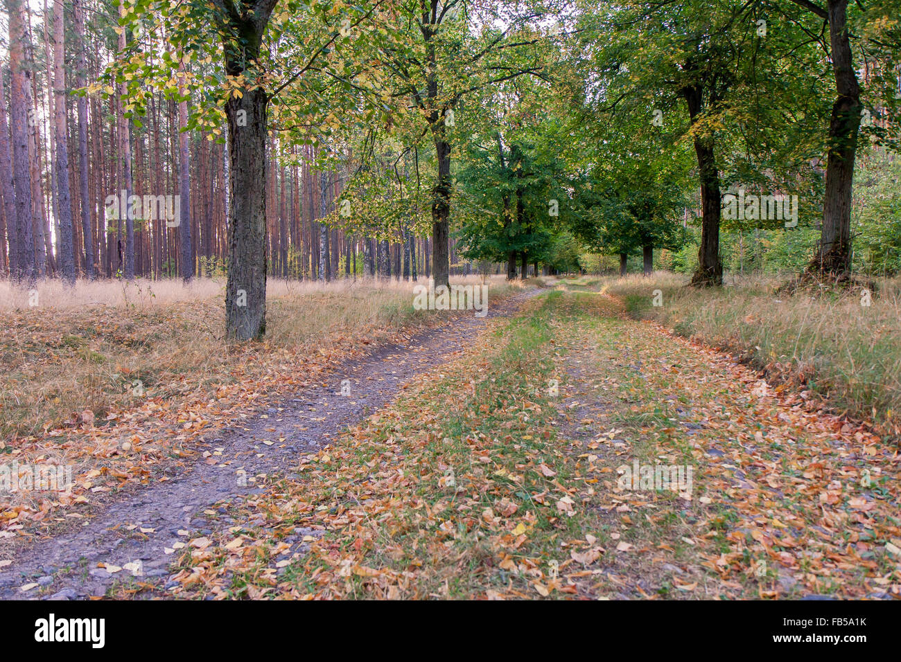Littered forest hi-res stock photography and images - Alamy