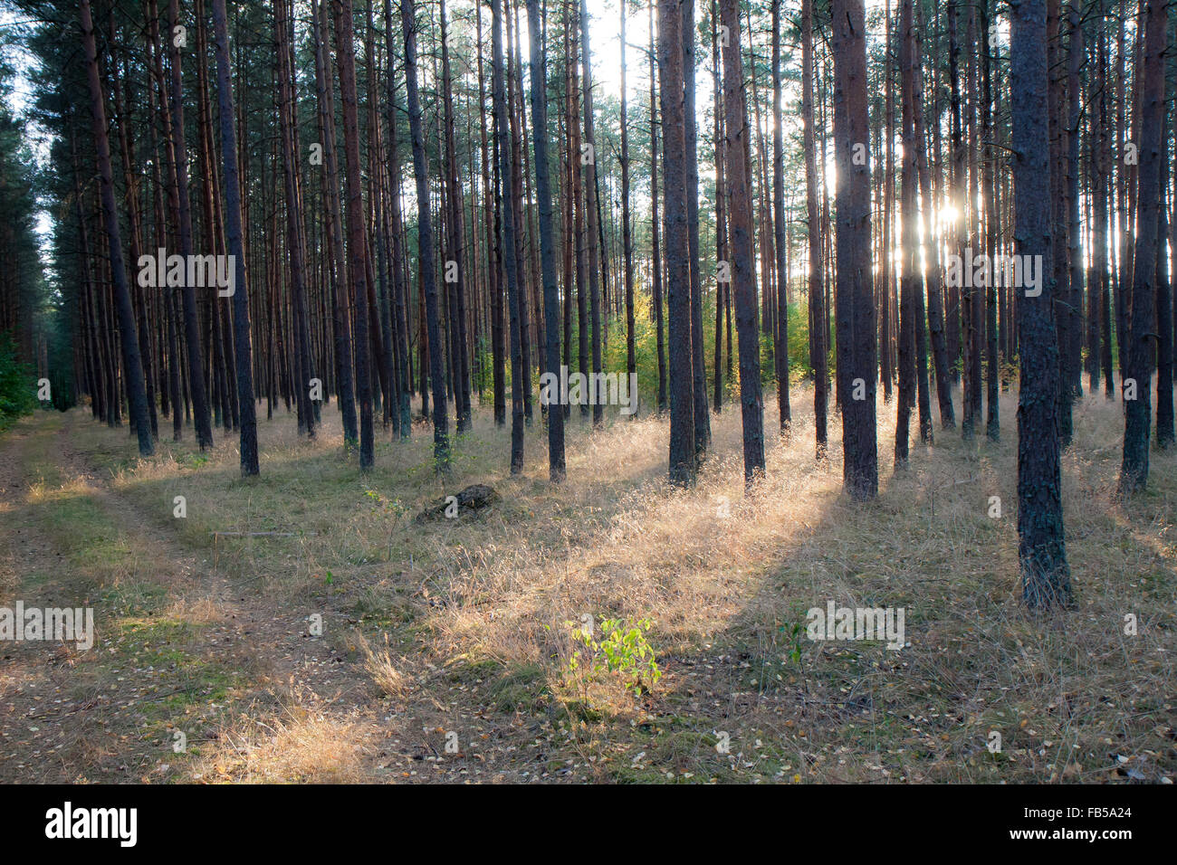 An interesting game of light and shadows in a pine forest Stock Photo ...
