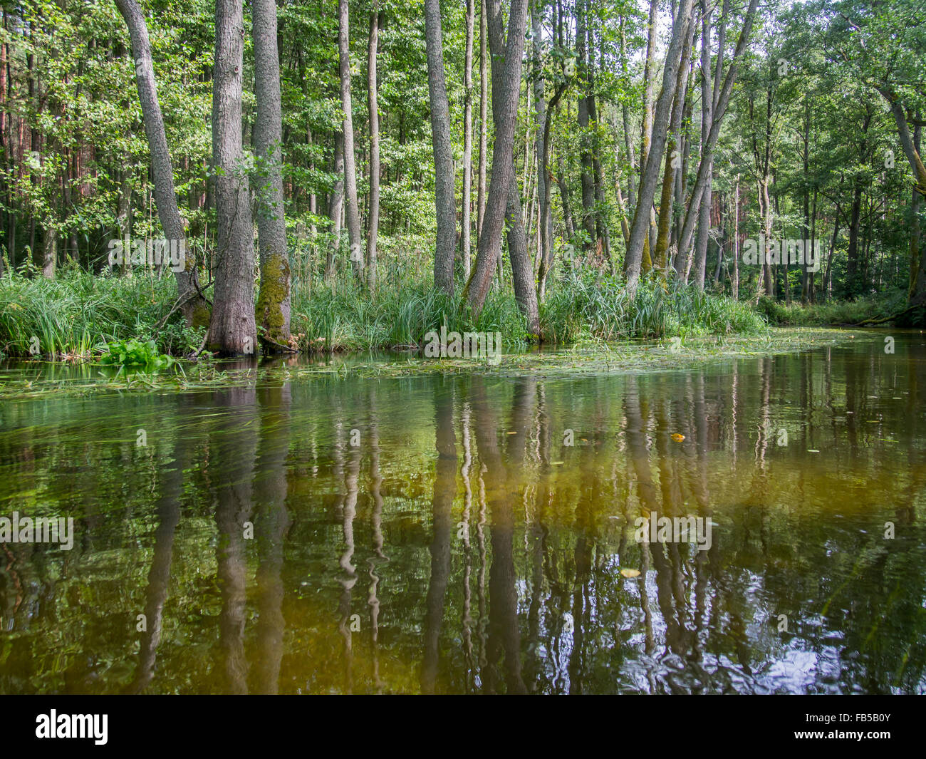Slowly floating river water with reflection of trees Stock Photo - Alamy