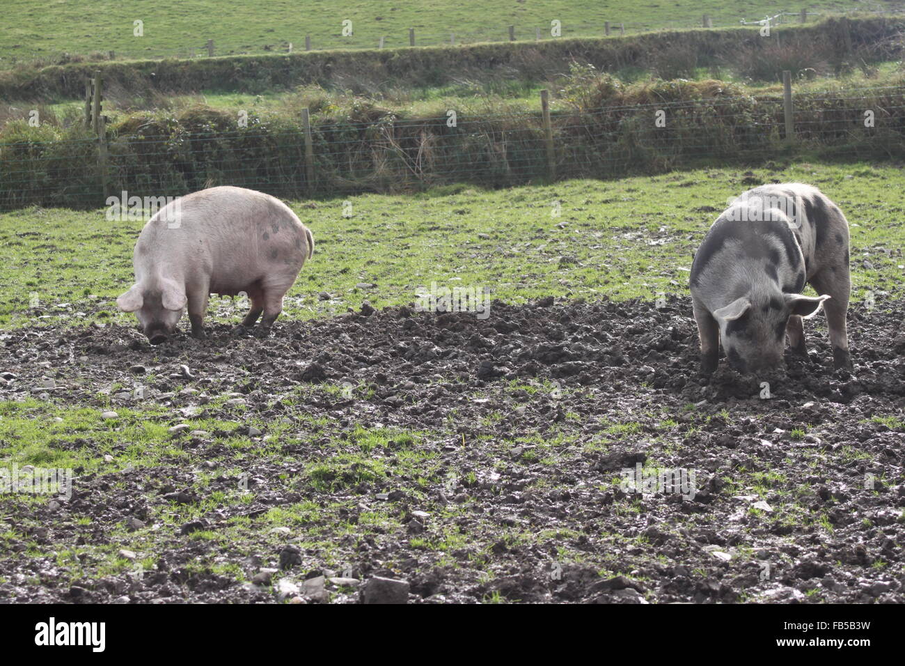 Rare breed: A pair of Gloucestershire Old Spots / Gloucester Old Spot ...