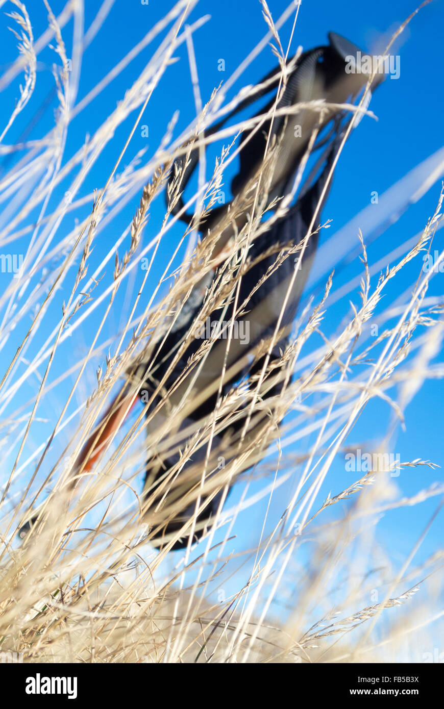 Trekking pole viewed from ground level Stock Photo - Alamy