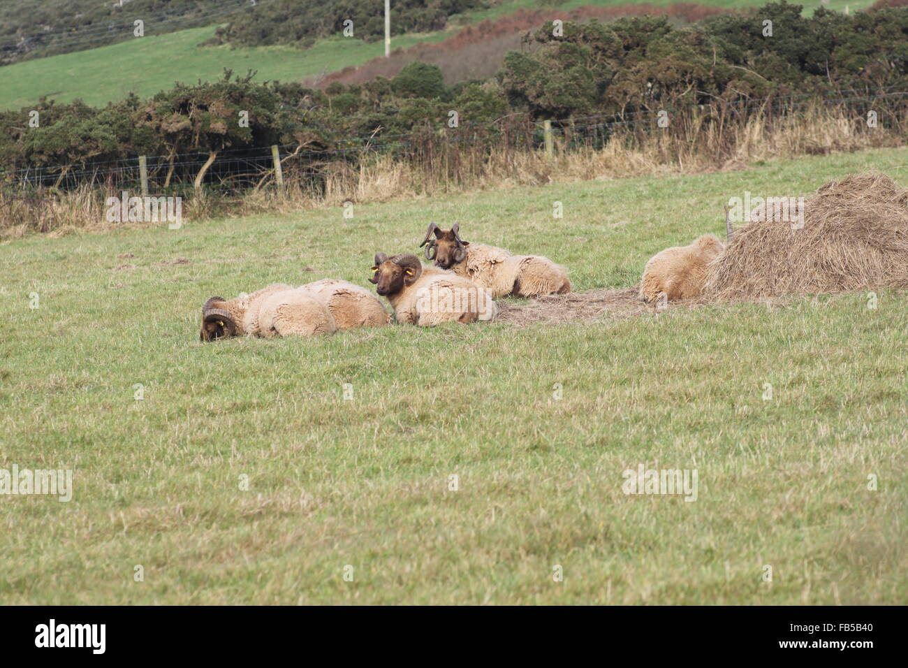 Manx loaghtan hi-res stock photography and images - Alamy
