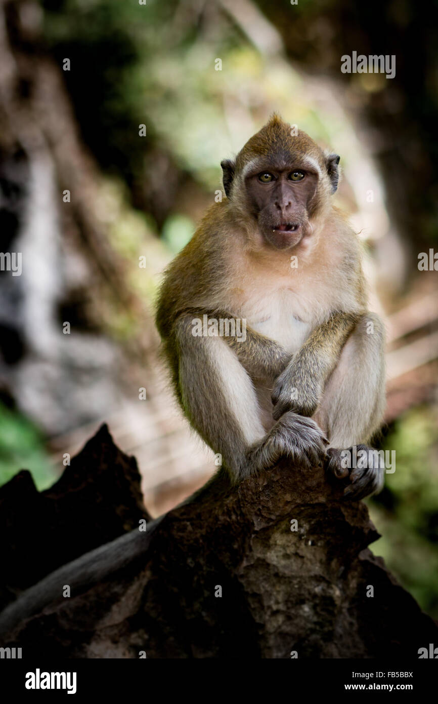 Cheeky monkey hi-res stock photography and images - Alamy