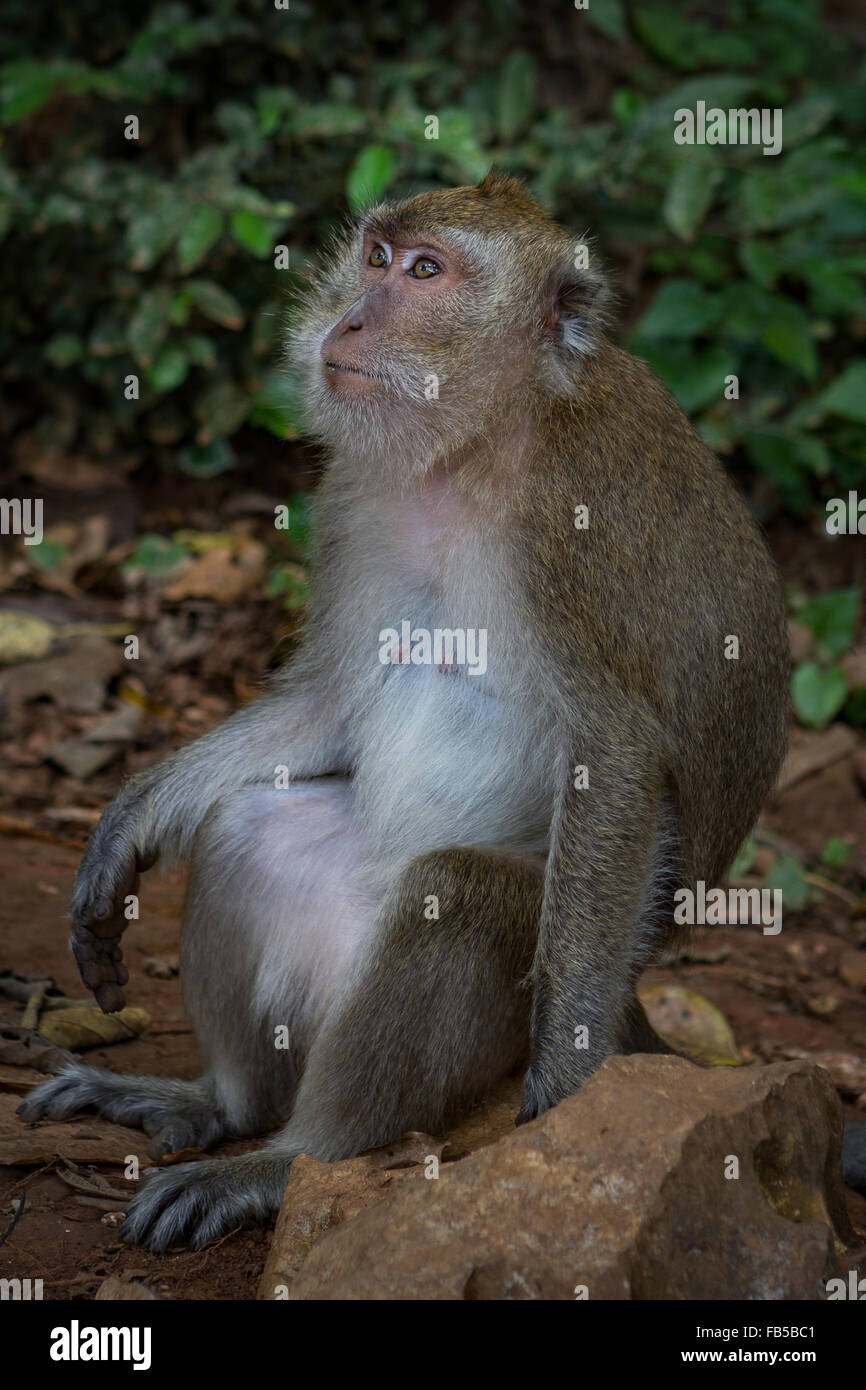Cheeky primate hi-res stock photography and images - Alamy