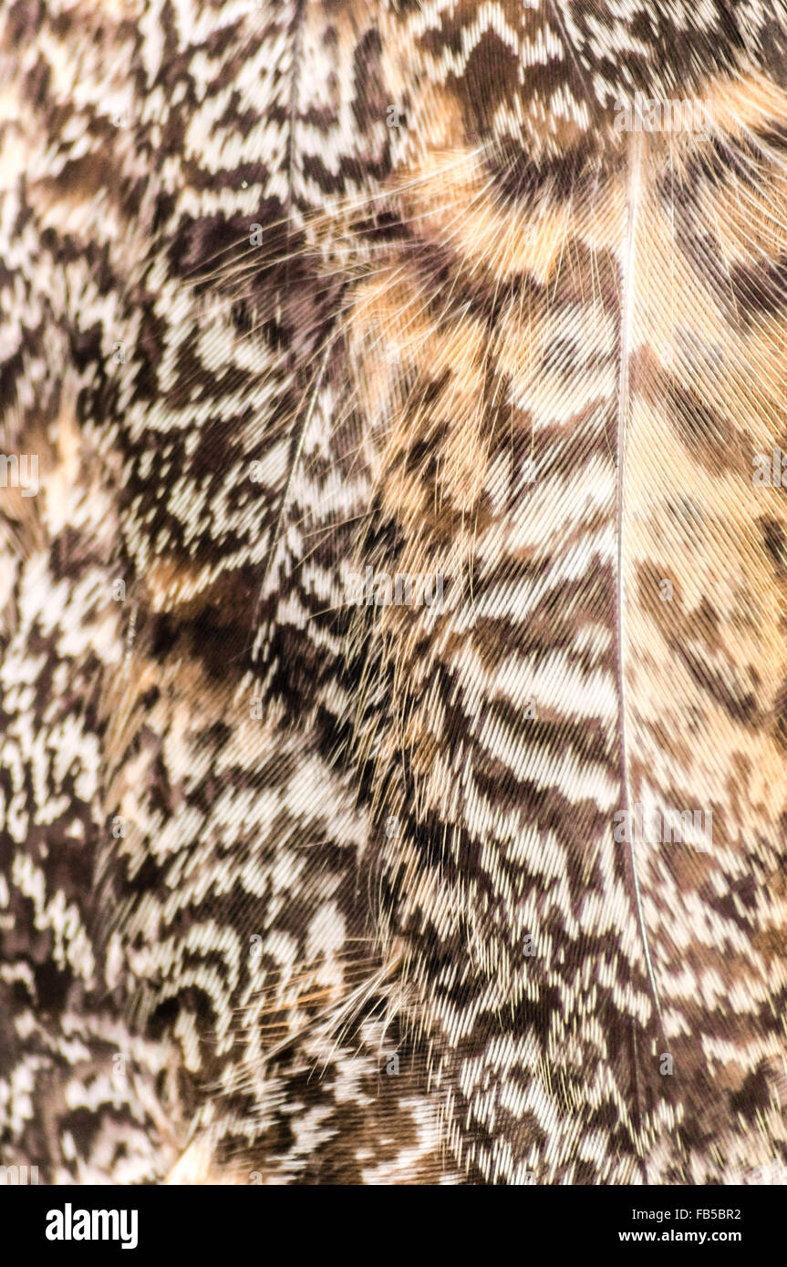 Close up photograph of bird feathers Stock Photo - Alamy