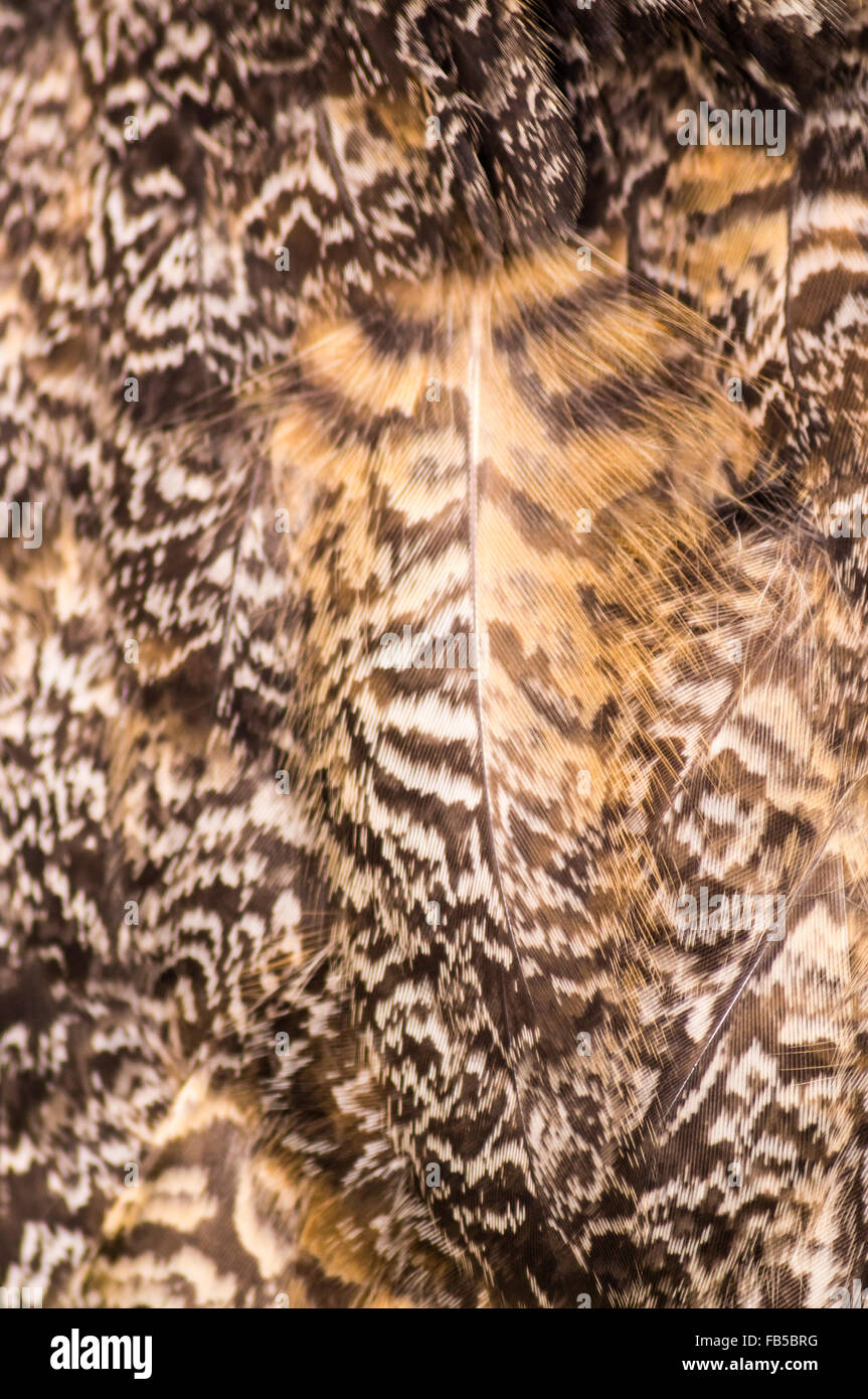 Close up photograph of bird feathers Stock Photo - Alamy