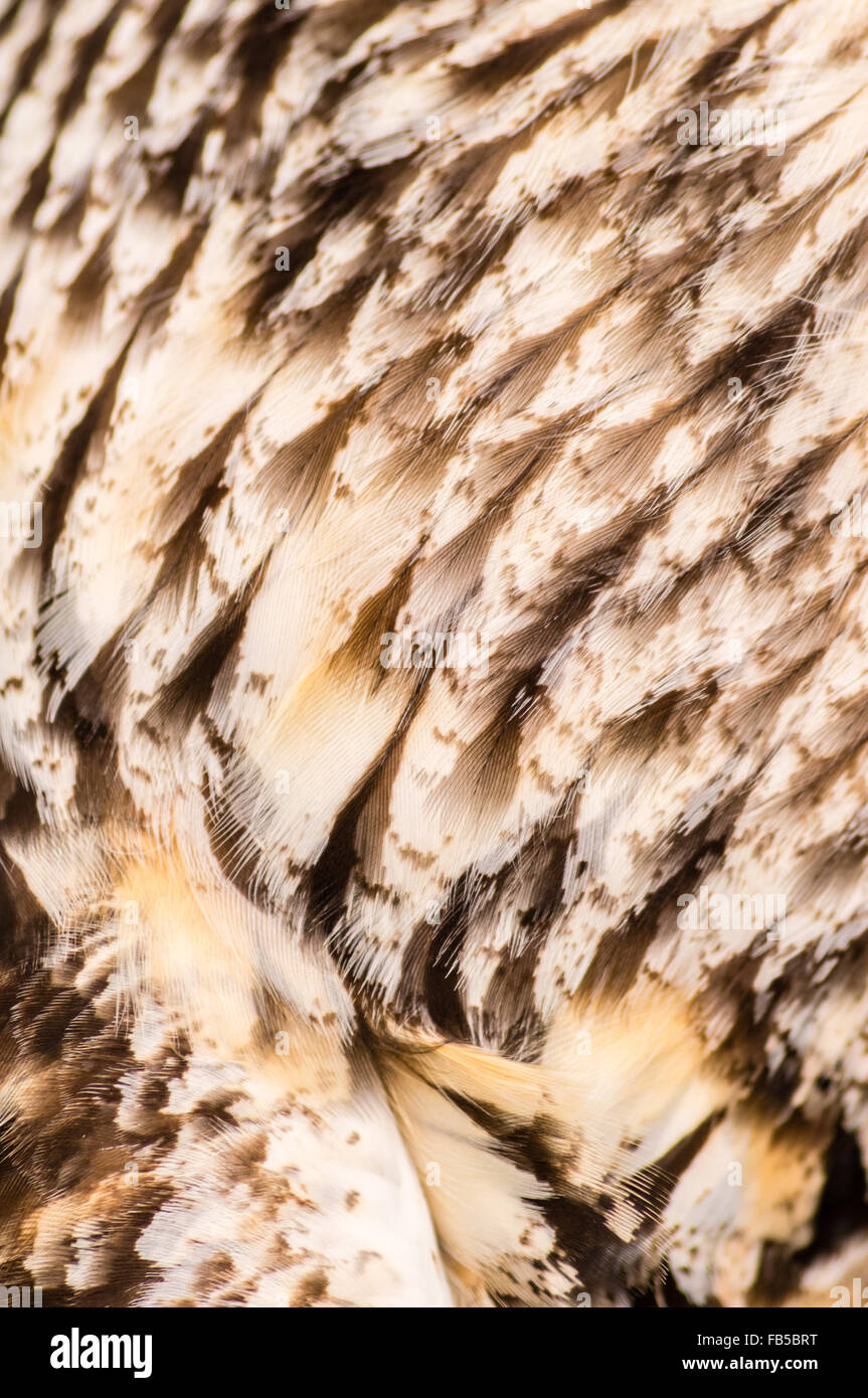 Feathers texture hi-res stock photography and images - Alamy