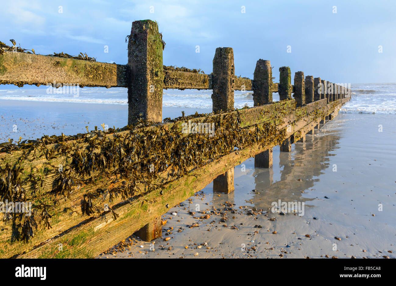 Wooden groyne (groin) on a beach at low tide on the South Coast of ...