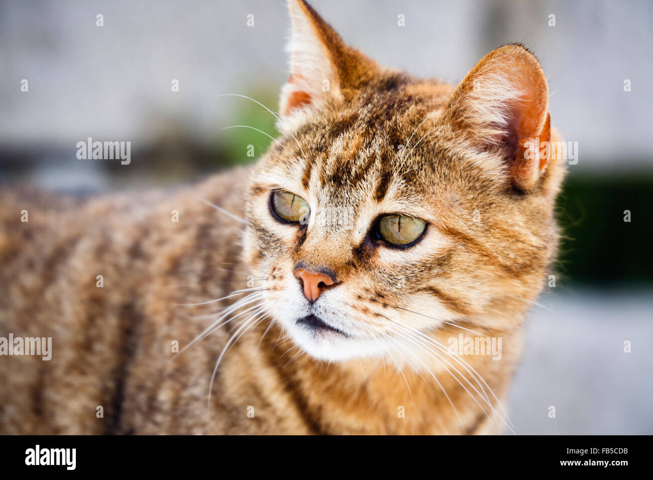 Ginger Tabby Cat Stock Photos & Ginger Tabby Cat Stock Images - Alamy