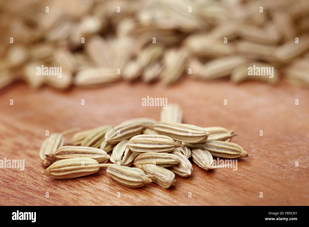 Fennel isolated seed herb hi-res stock photography and images - Alamy