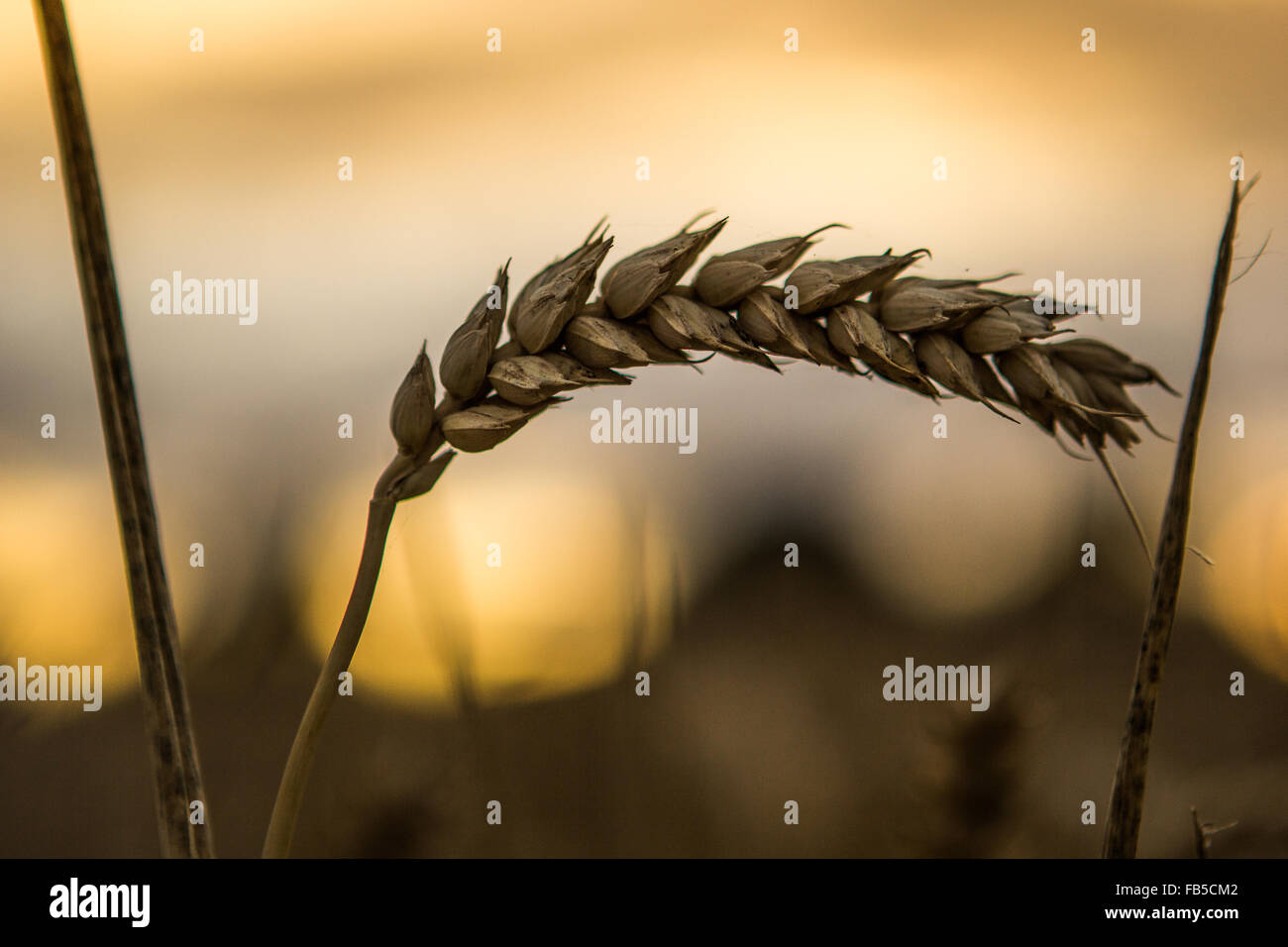 Wheat Head High Resolution Stock Photography and Images - Alamy