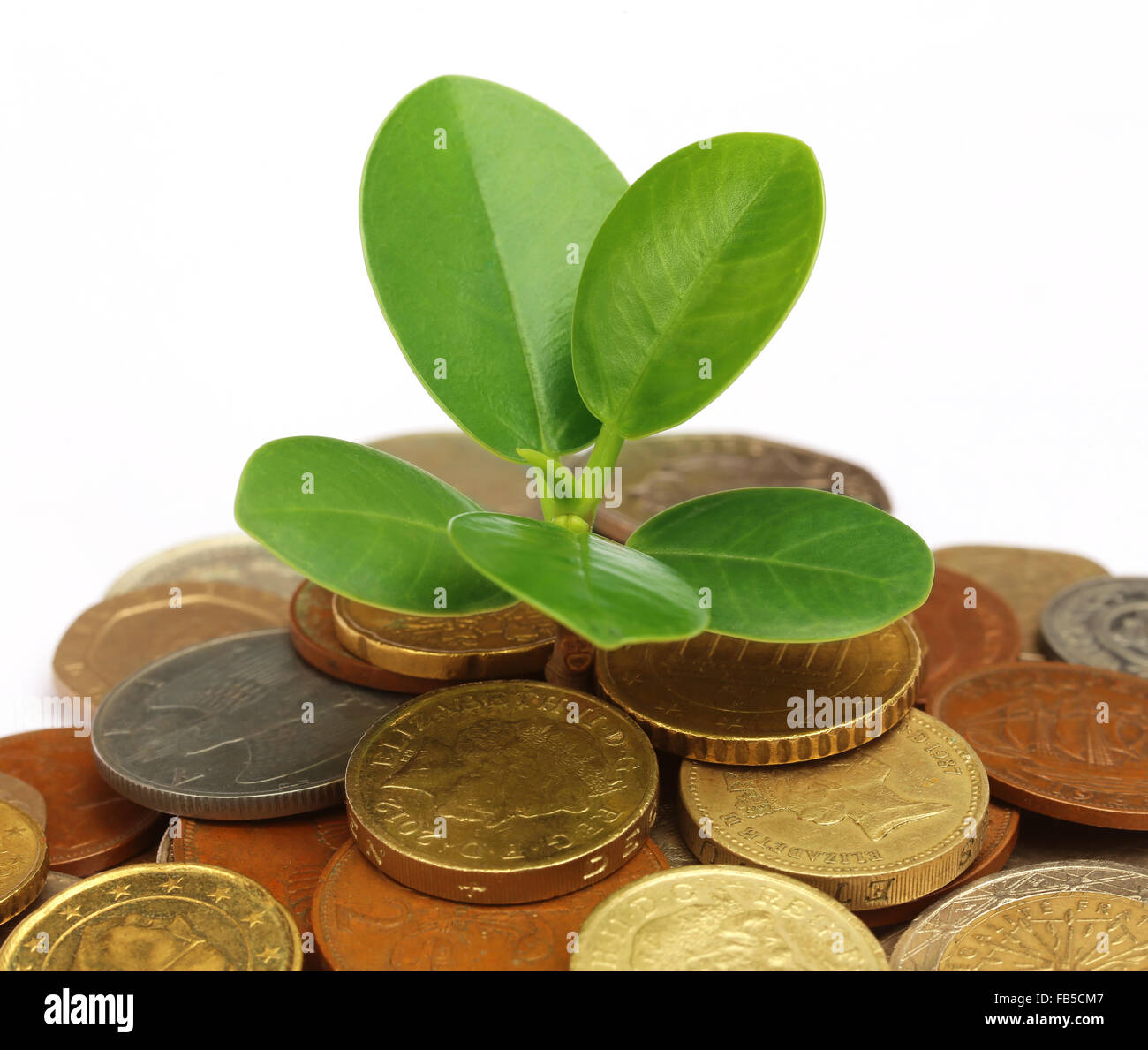 Money tree coins hi-res stock photography and images - Alamy